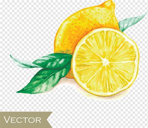 Watercolor Fruit Lemon Design Png Pngwing