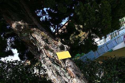 カイヅカイブキ ふくしま保育園 被爆樹木 観光スポット検索 ひろたびプランナー