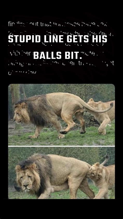 Stupid Lion Gets His Balls Bitten Rinterestingasfuck