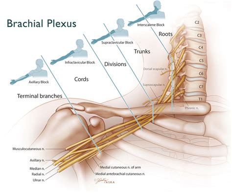 Idealized Brachial Plexus Various Approaches Define Individual Download Scientific Diagram