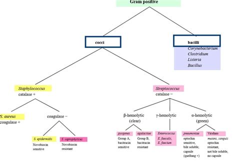 Flow Chart For Identifying Bacteria Gram Positive Bacteria Flow Chart