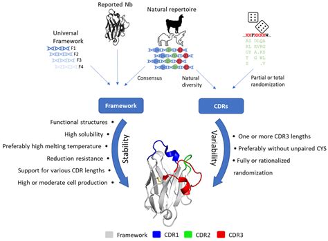 Structural Insights Into The Design Of Synthetic Nanobody Libraries