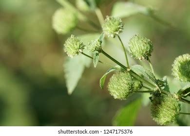 13 Dipsacus Japonicus Images Stock Photos Vectors Shutterstock