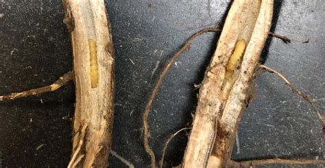 Dectes Stem Borer Reported In Eastern Nebraska