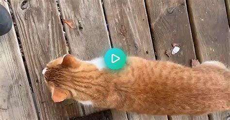 One Of The Friendly Kitties That Comes To Say Hi And Get Snak I Call