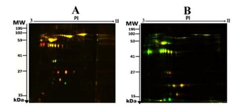 Analysis Using 2d Dige Azure Biosystems