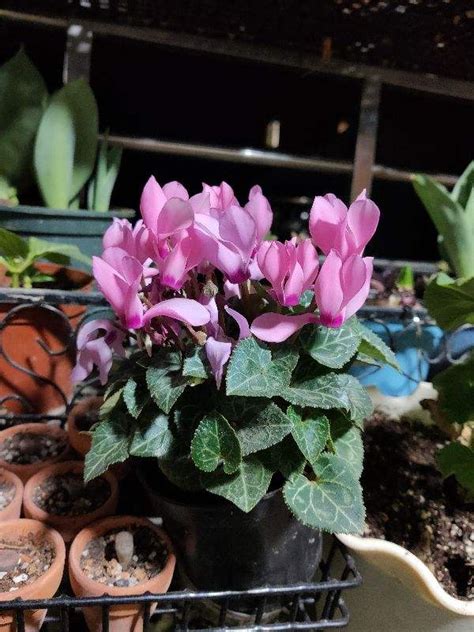 冬天要注意，这6种花坚决不能淋雨，一淋就烂根！