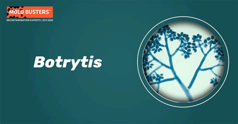 Botrytis Species Effects And Treatment Mold Busters