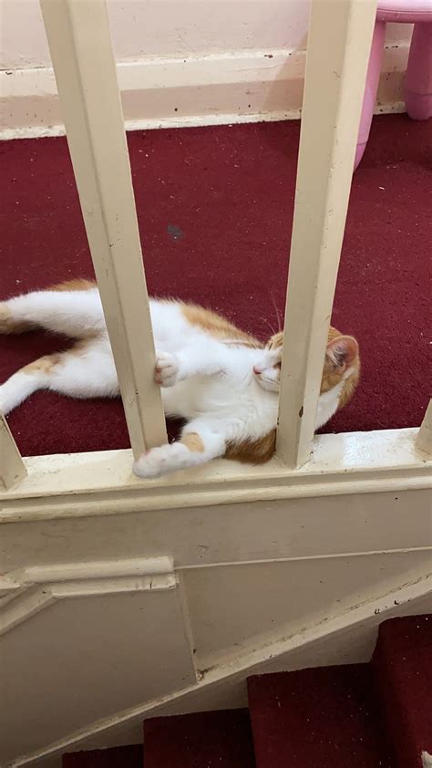 Cat Tabby Cute Free Photo On Pixabay Pixabay