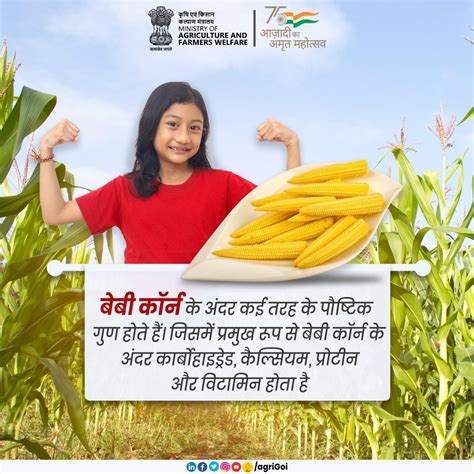 Agriculture India On Twitter बेबी कॉर्न का उत्पादन फसल होने के बाद 50