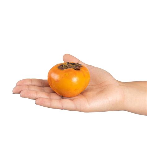 Maekawa Jiro Persimmon Tree For Sale Buy Persimmon Trees Perfect Plants