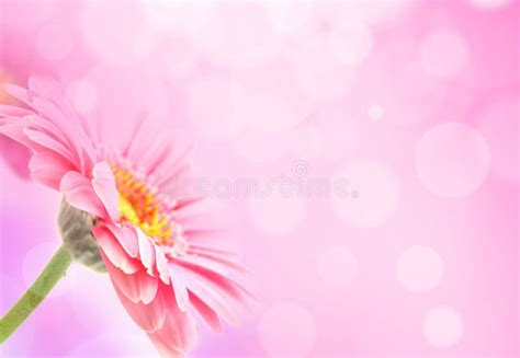 花春天 库存照片 图片 包括有 开花的 春天 增长 宁静 上升了 空白 雏菊 本质 关闭 17741800