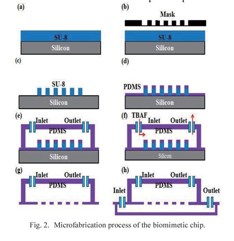 Figure 2 From Fabrication Of 3d Microfluidic Chip Integrating