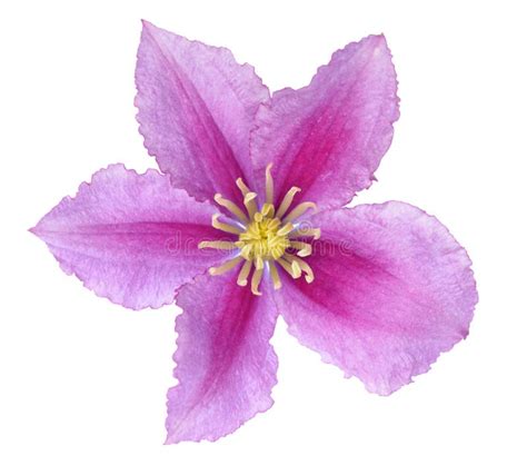 Pink clematis stock photo. Image of beauty, blooming - 58732162