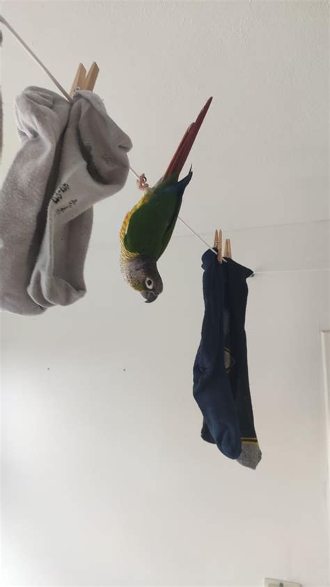 One Of My Socks Keeps Biting Me Rparrots