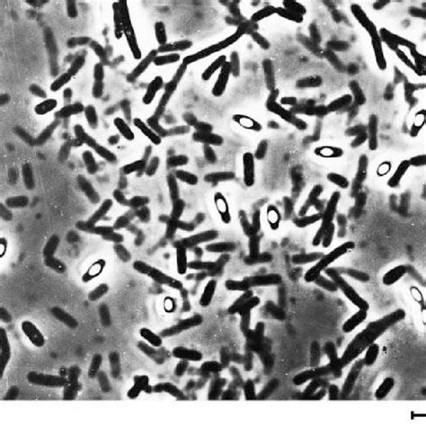 Pdf Molecular Identification Of Alkaliphilic And Halotolerant Strain