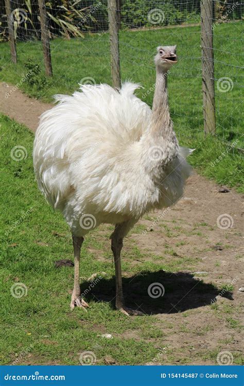 Emu Australias Largest Native Bird Stock Image Image Of Avian