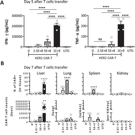 Her2 Car T Cells Cause Acute On Target Liver Toxicity In Mice A Flow