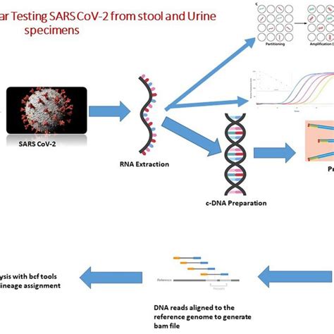 Workflow For Molecular Testing Sars Cov 2 From Stool And Urine Specimens Download Scientific