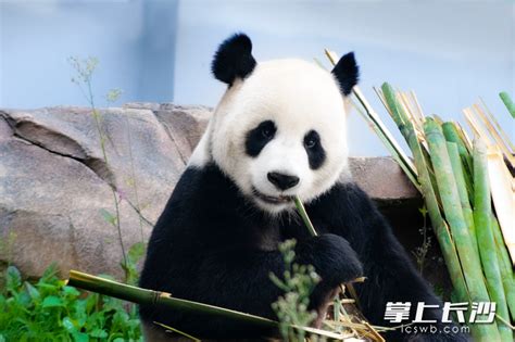看，10只圆滚滚的呆萌国宝！岳阳中华大熊猫苑开园 民生 长沙晚报网