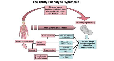 Figure 2 A Schematic Representation Of The Thrifty Phenotype Hypothesis Illustrating The