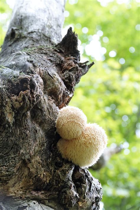 ヤマブシタケ 岩木山 青森県の自然を切り撮る