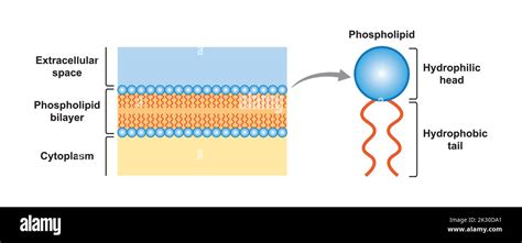 Phospholipids Diagram