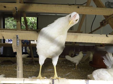 北市動物園端午節挑戰百人立蛋 6 15起開放報名 樂活 僑務電子報