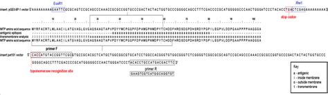 The Pet And PGEX P Cloning Strategies That Were Designed Based On Download Scientific