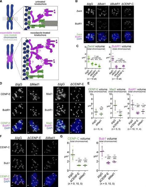 Formation Of The Expanded Kinetochore Requires Outer Kinetochore Download Scientific Diagram