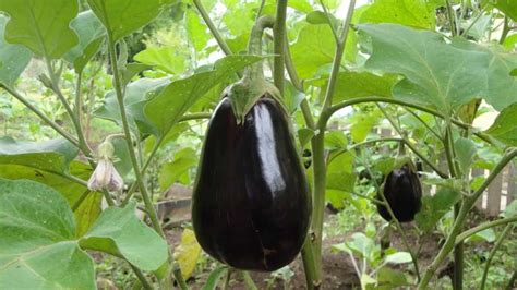 Growing Eggplants Tips For A Bountiful Harvest