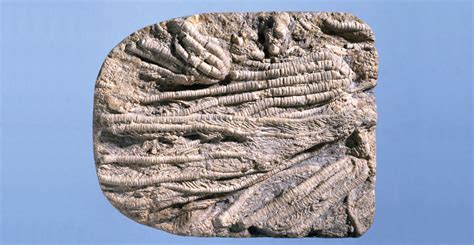what is a crinoid fossil shop