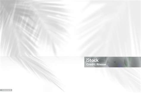 배경과 벽지 흑백 흑백 톤에 금이 간 선이있는 흰색 콘크리트 벽 질감에 떨어지는 자연 야자 잎의 추상적 인 회색 그림자 배경 우림에 대한 스톡 사진 및 기타 이미지 Istock