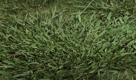 How To Kill Dallisgrass Without Killing Grass Grass Killer