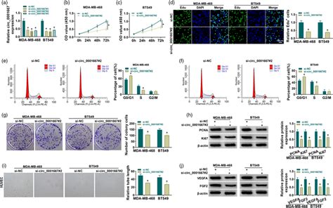 Knockdown Of Circ0001667 Inhibited Proliferation And Angiogenesis In