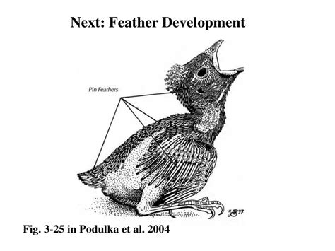 PPT Class Aves Feathers PowerPoint Presentation Free Download ID