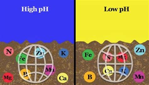Nutrient Mobility In Soil And Plants Farmo