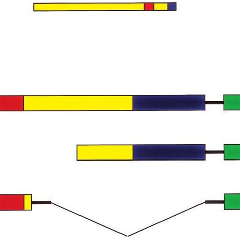 Schematic Representation Of The Apc Gfp Fusion Constructs Used In This Download Scientific