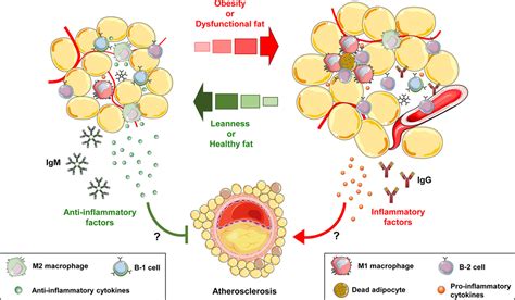 B Lymphocytes And Adipose Tissue Inflammation Arteriosclerosis