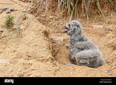 Junges Küken Fotos Und Bildmaterial In Hoher Auflösung Alamy
