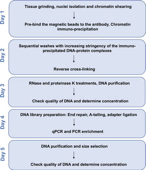 Schematic Representation Of Chip Seq Procedure Download Scientific Diagram Schematic Representation Of Chip Seq Procedure Download Scientific Diagram