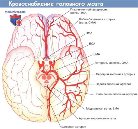 Бассейны кровоснабжения головного мозга кт схема