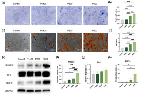 图4：不同孔径的镁合金支架组的体外细胞黏附性（a）和生物相容性测试（b F）