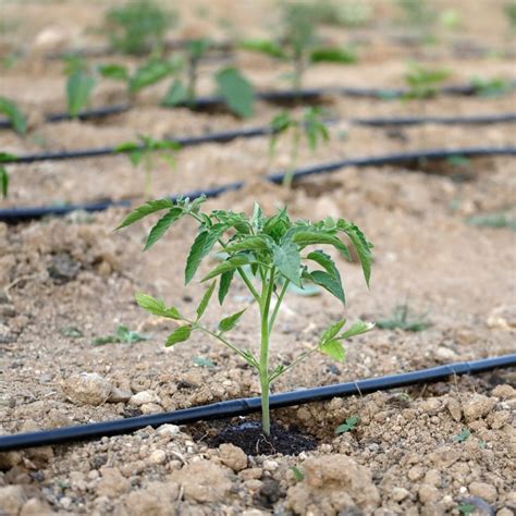How To Save A Dying Tomato Plant