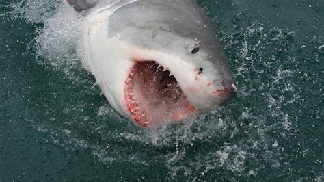 These Are The 5 Colors That Attract Sharks