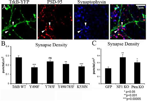 Synapse Density In Trkb Nf1 And Pten Mutant Hippocampal Neurons A