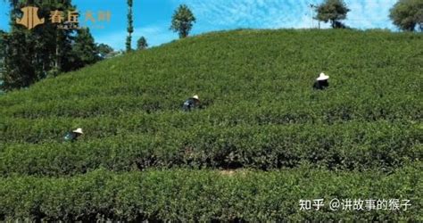 传承武夷岩茶岩韵之美春丘大叶打造56道工序传承百年匠人精神 知乎
