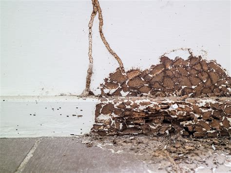 Termite Control Pacific Coast Pest Solutions
