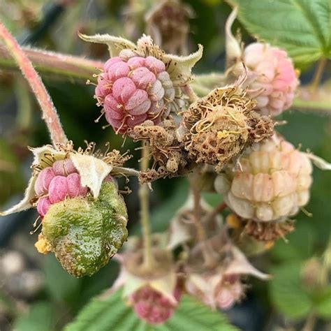 Controlling Raspberry Crown Borer Prevention And Treatment Tips