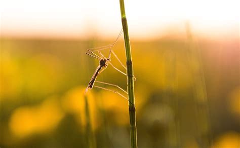 Commercial Mosquito Fogging